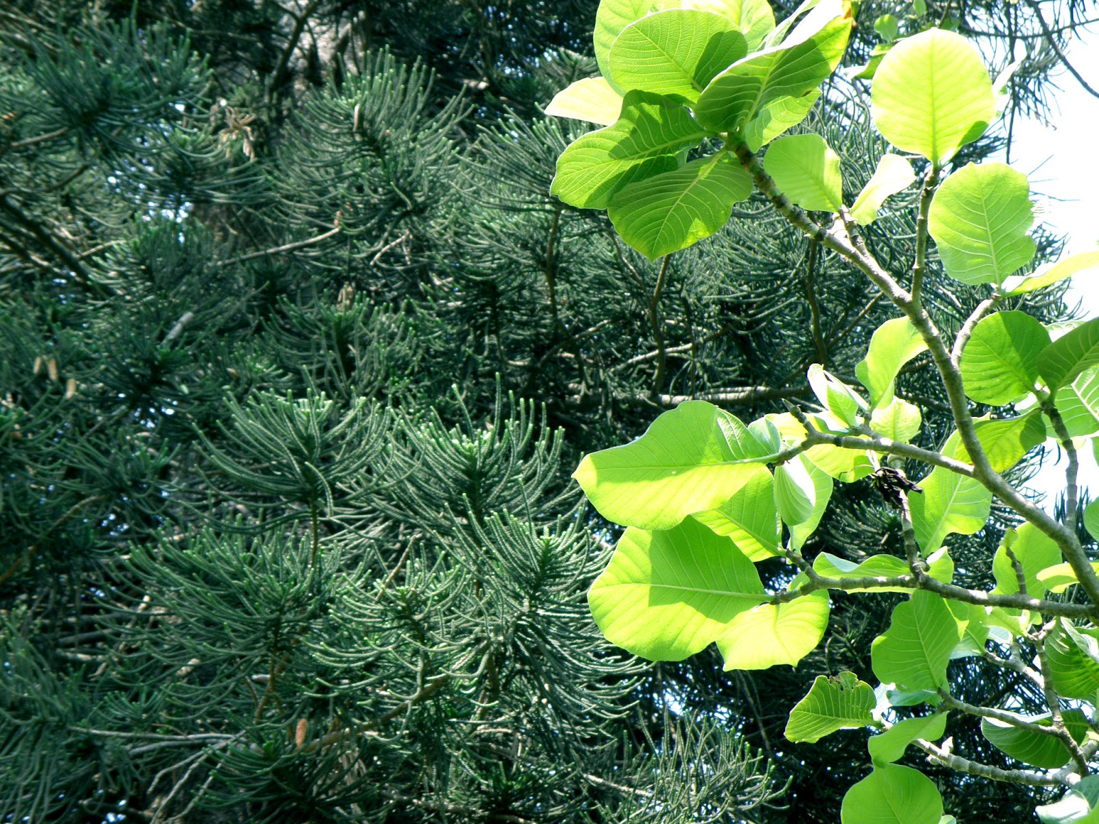 MULLED INK: Musings: Leaf tracks