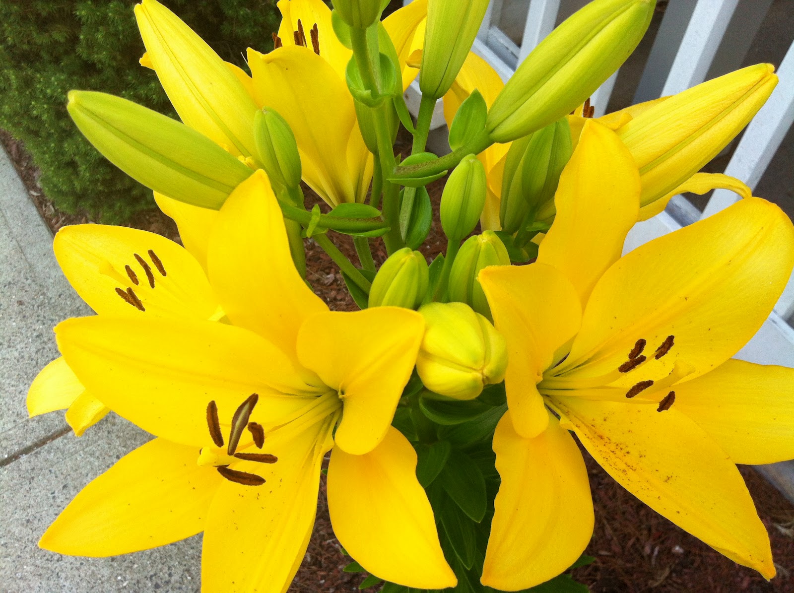 Bibliophile By the Sea: Saturday Snapshot - June 30th