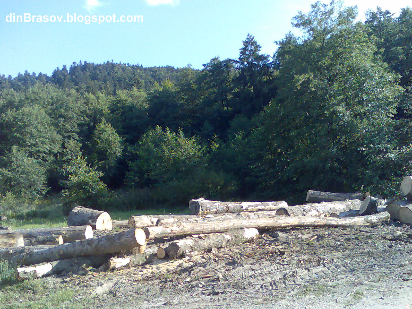 din Brasov: Mama Natura si Ocolul Silvic Brasov lucreaza impreuna