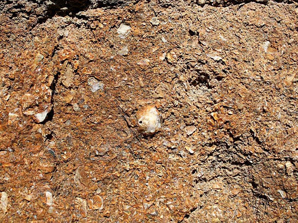 Louisville Fossils and Beyond: Fossils at San Gimignano Italy