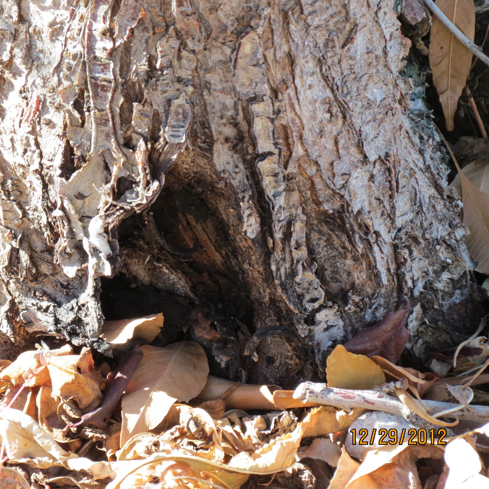 Xtremehorticulture of the Desert: Base of Nectarine Tree Rotting I Think