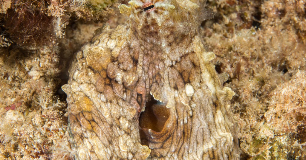 Science on Main: Color-changing octopuses: How do they do it??