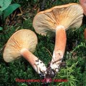 e-modul: E-Modul Jamur