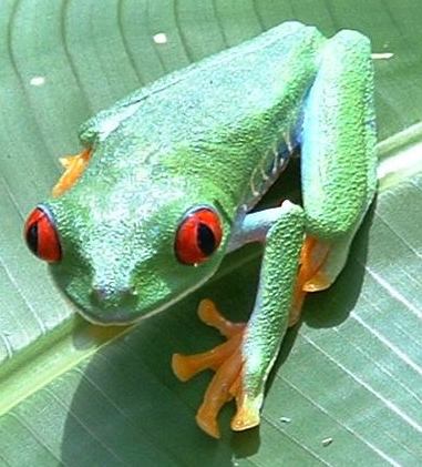 FAUNA DE VENEZUELA: Rana de ojos rojos (Agalychnis callidryas)