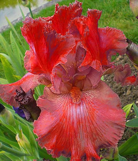 IRISÉMOI: Travaux d'automne au jardin d'iris