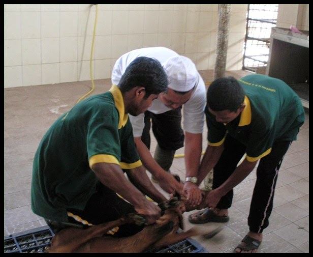 TERNAKAN N&A WAWASAN BHD: PROSES SEMBELIH / MELAPAH