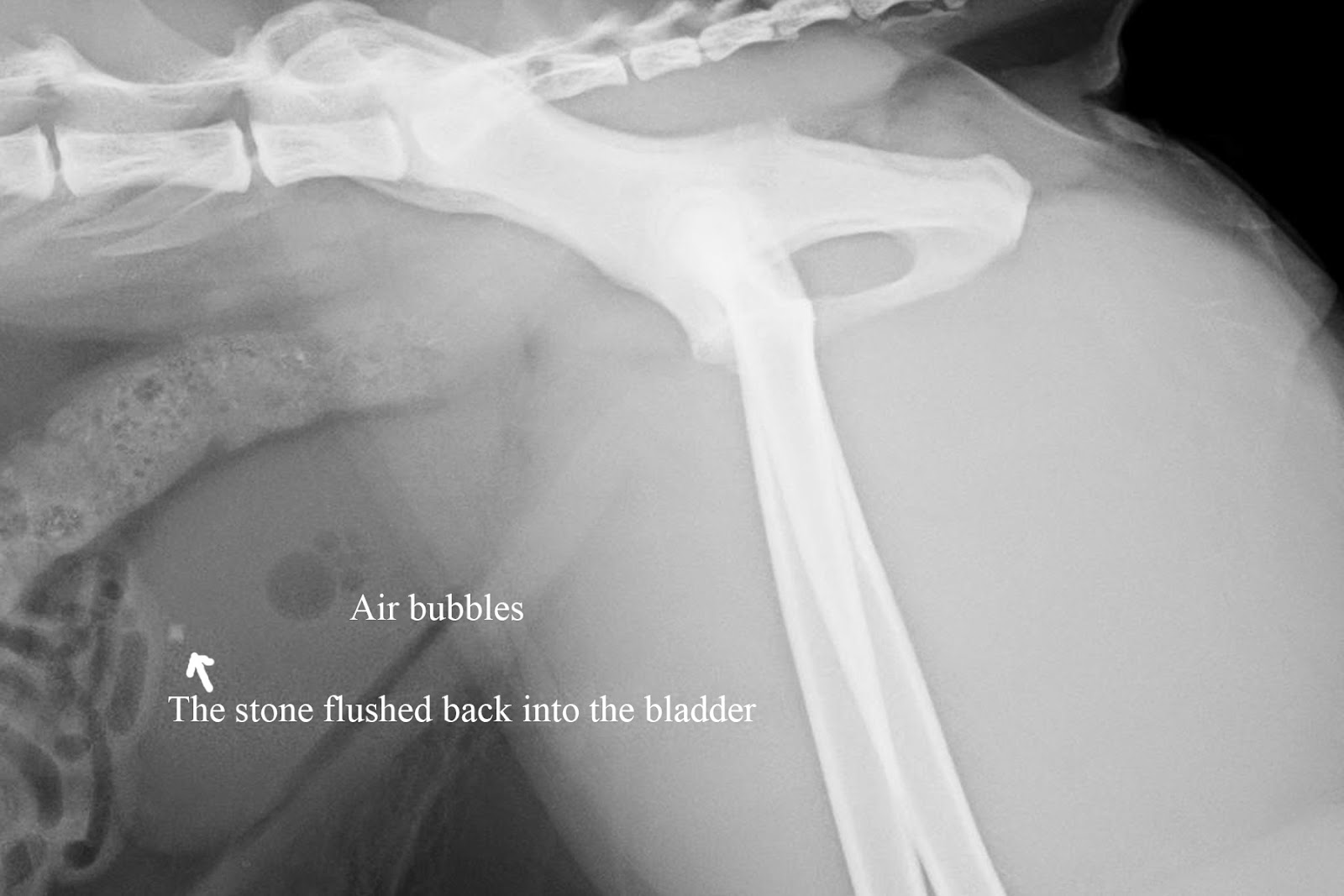 Small Animal Talk: Complication