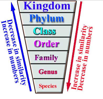6th Grade Science: 3rd Six Weeks (Week 2) Classification of Living Things