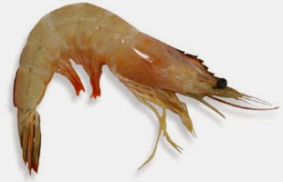 Resep masakan berbahan dasar dari ikan: Berbagai Jenis Udang