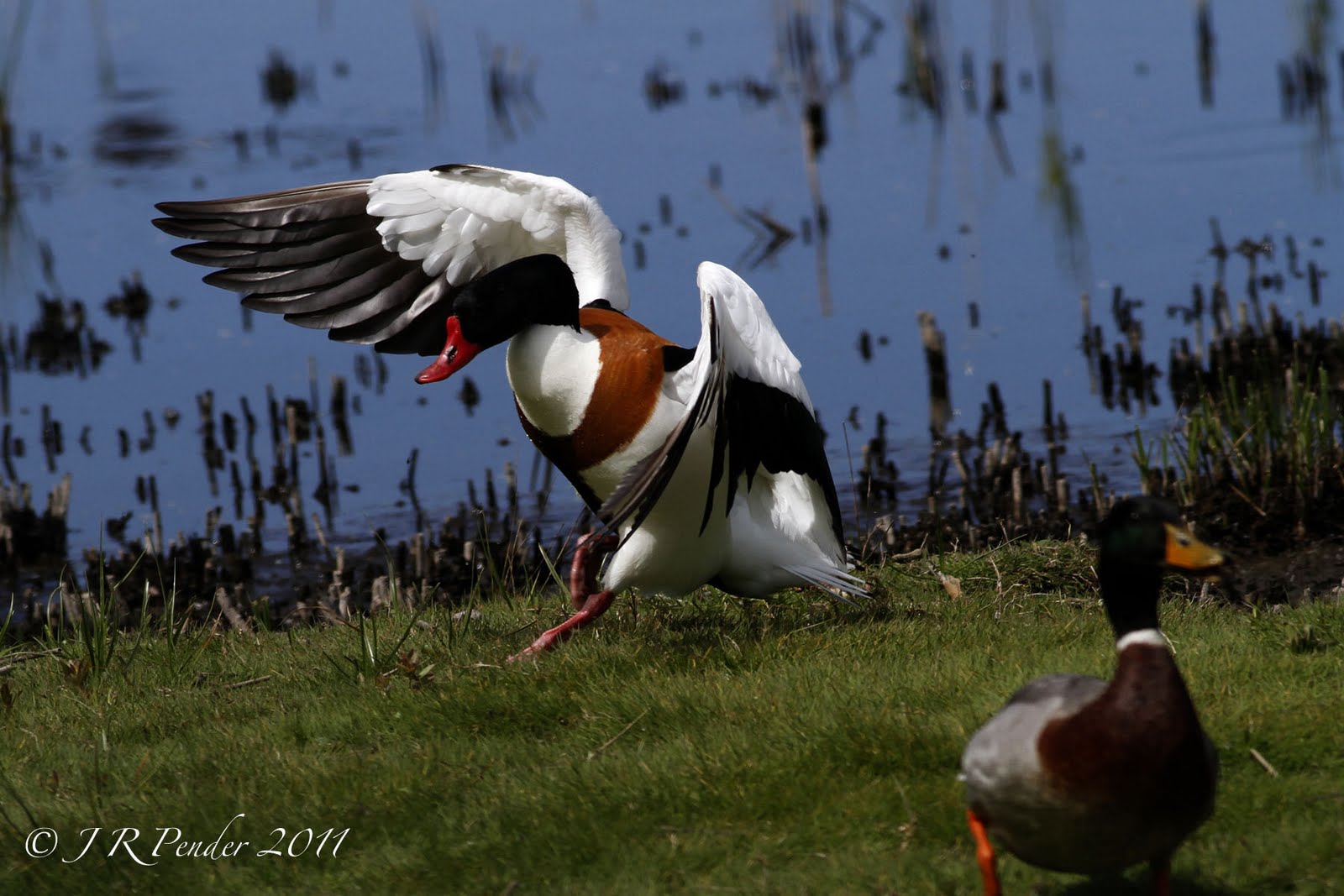 Joe Pender Wildlife Photography: May 2011