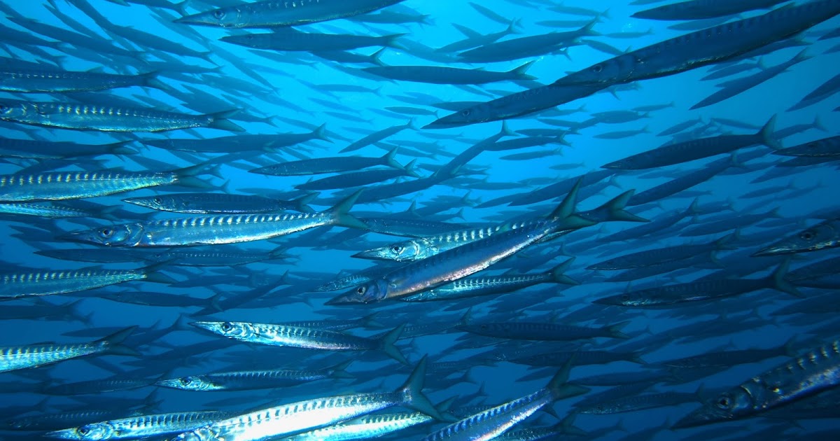 Check the Sea. Web de buceo y fotografía submarina de las Islas ...