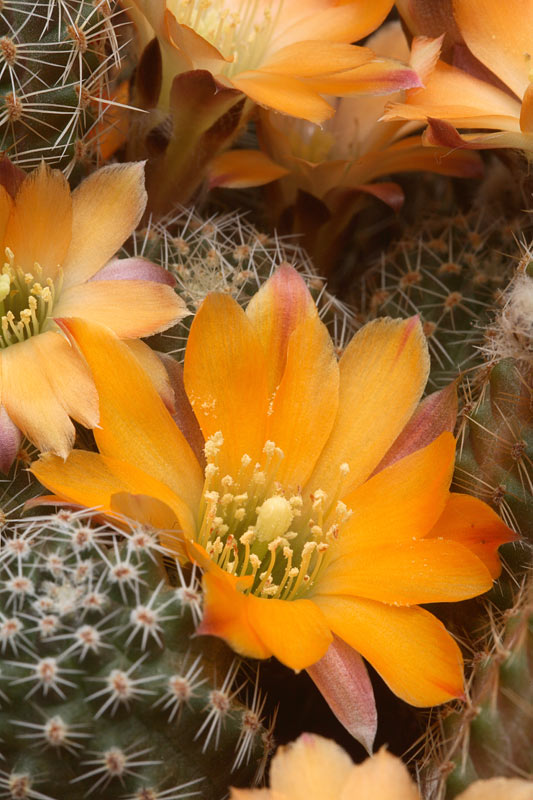 Cactus world beauty: Rebutia pygmaea