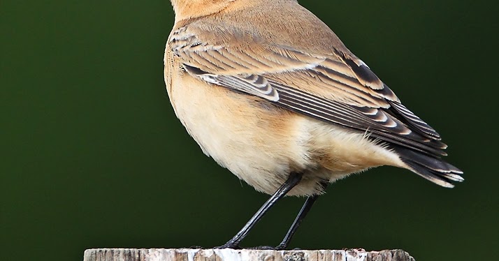 Wanstead Birder: One-track