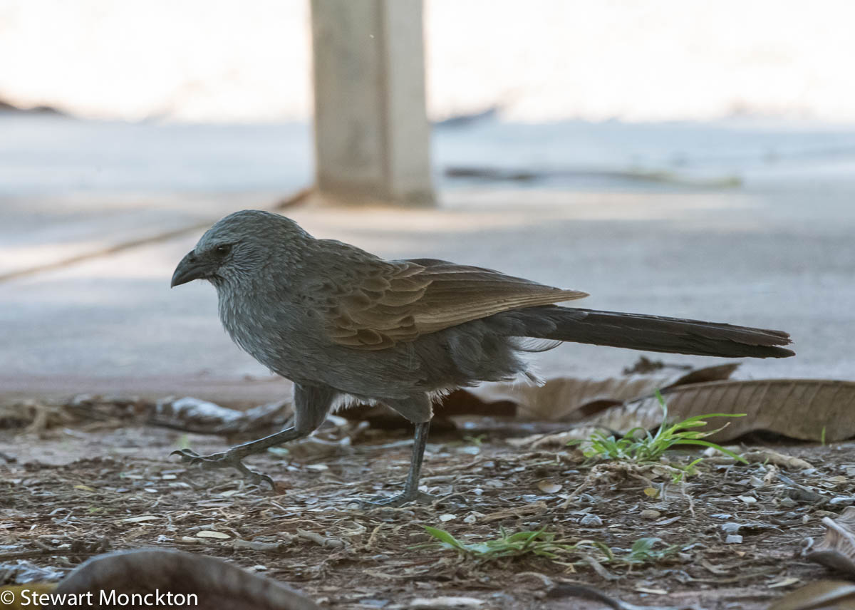 Paying Ready Attention - Photo Gallery: Wild Bird Wednesday 235 ...