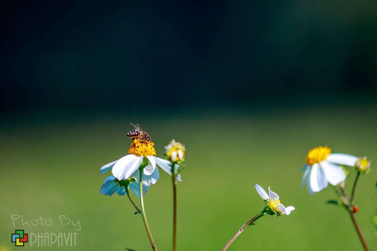 นาณี (NaNee) แคมป์ปิ้ง แม่ริม เชียงใหม่ - ที่เที่ยวบล็อก