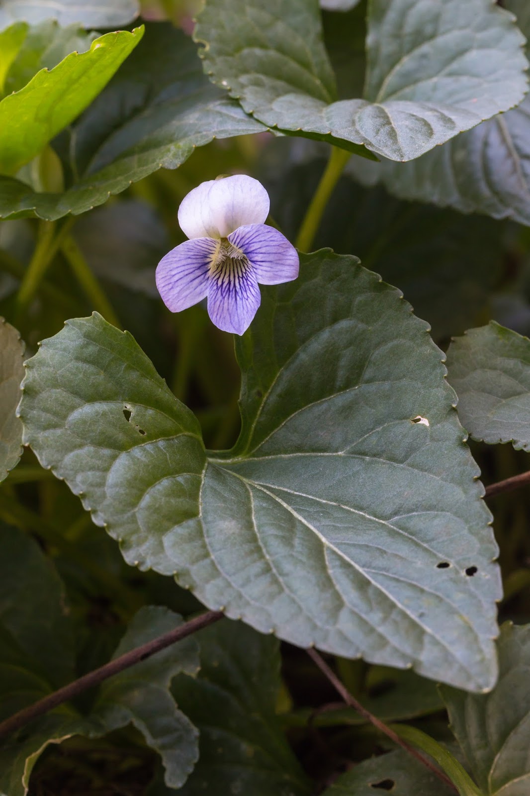 NatureWatch: Early Signs of Spring