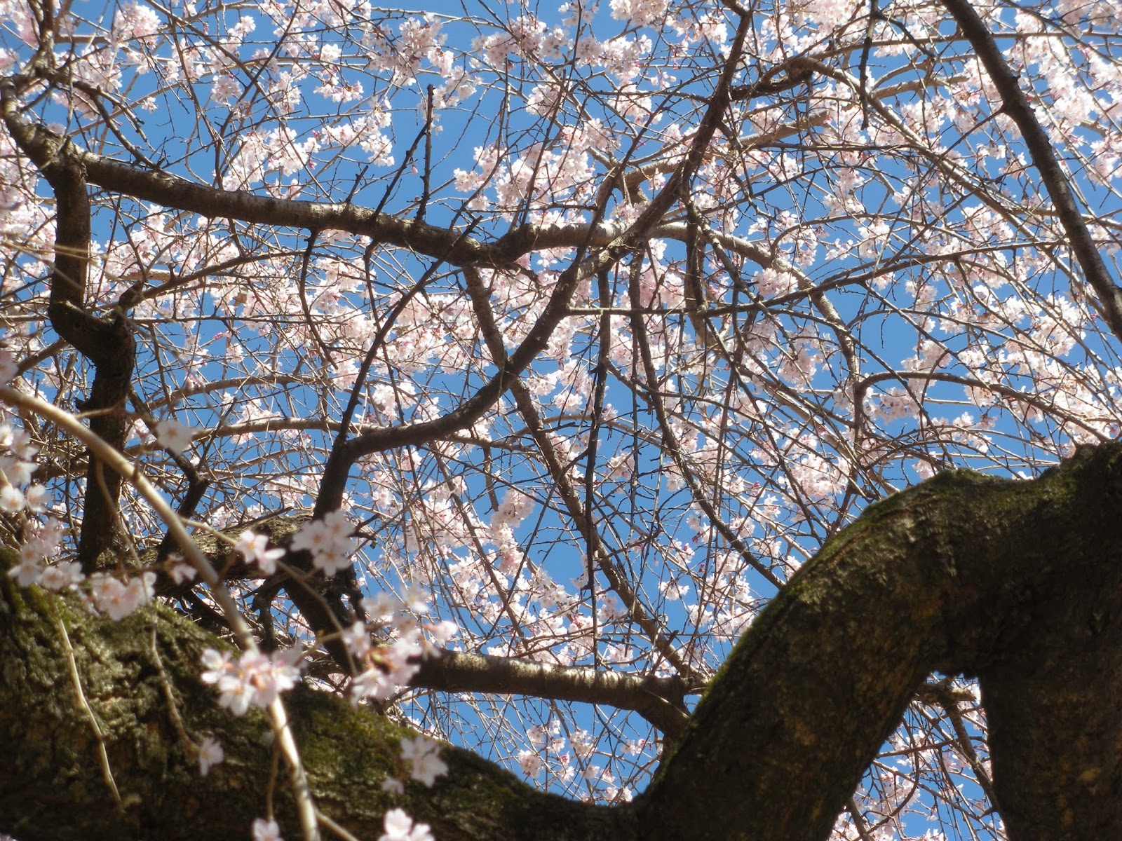 Memphis Trees: Spring returning