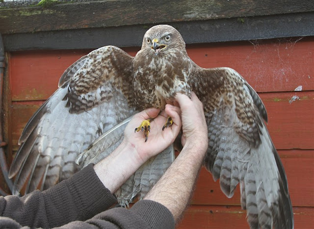 Murfs Wildlife : Common Buzzard