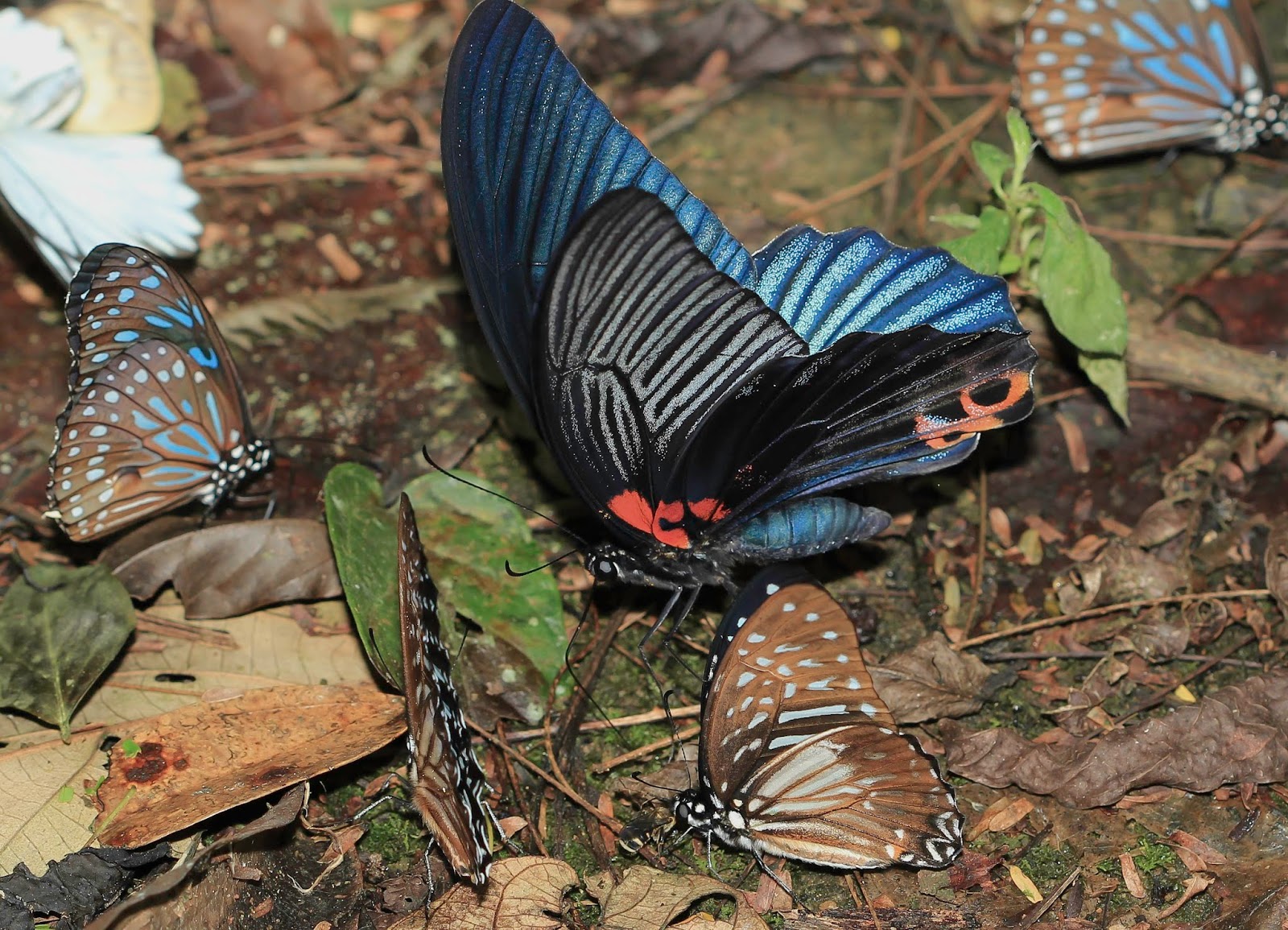 Butterflies of Vietnam: 81. Graphium macareus indochinensis (The Lesser ...