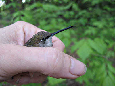 the flowerweaver: Farm Friend Friday: Hummingbirds