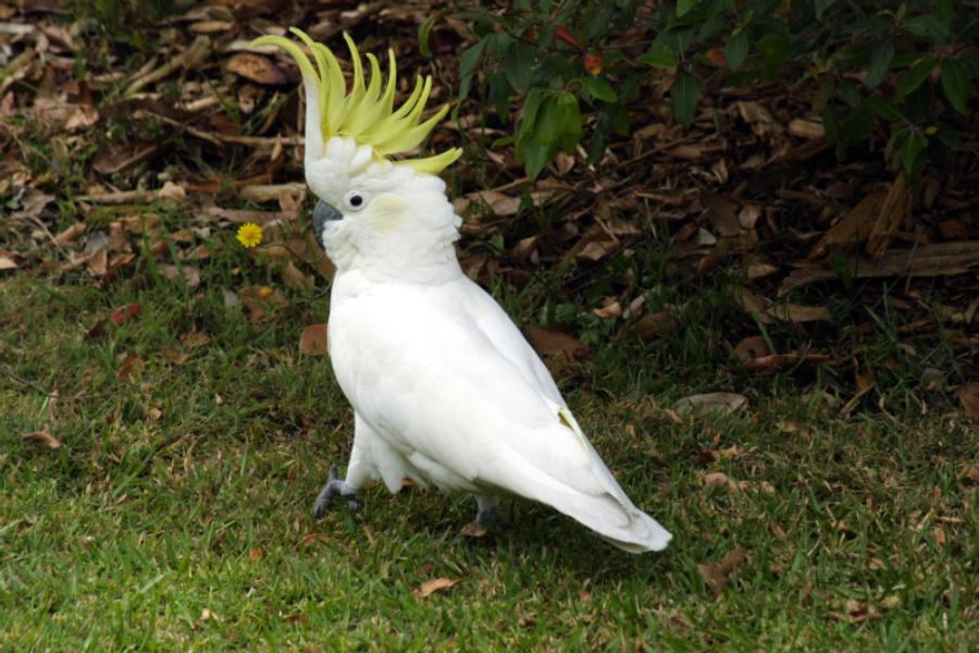 Sulphur-Crested Cockatoo birds