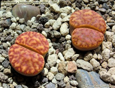 Lithops Stories: white nymph