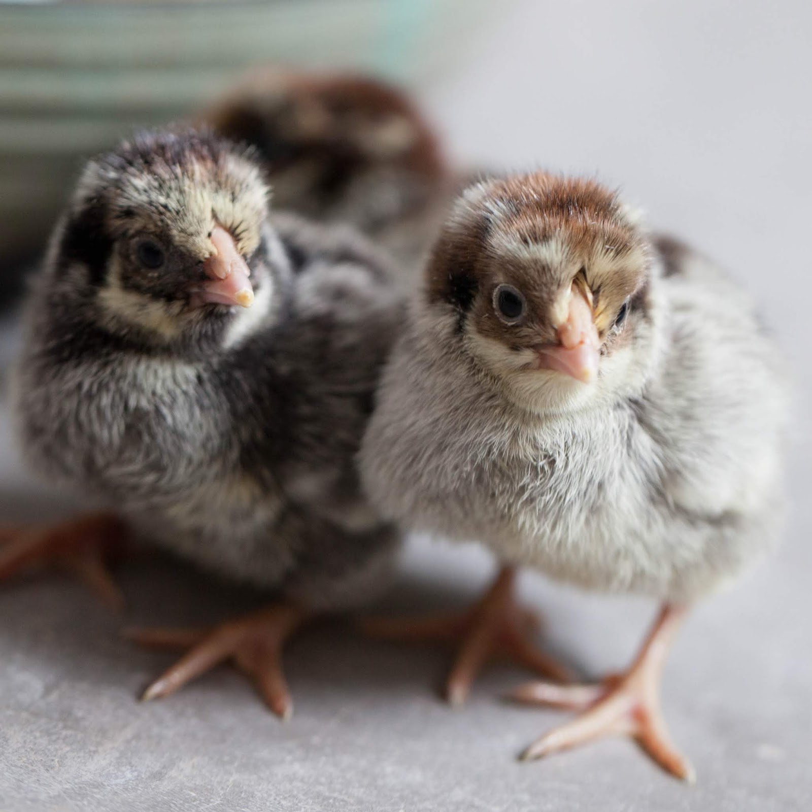 Fabulös inspiration: Kycklingar och krukor