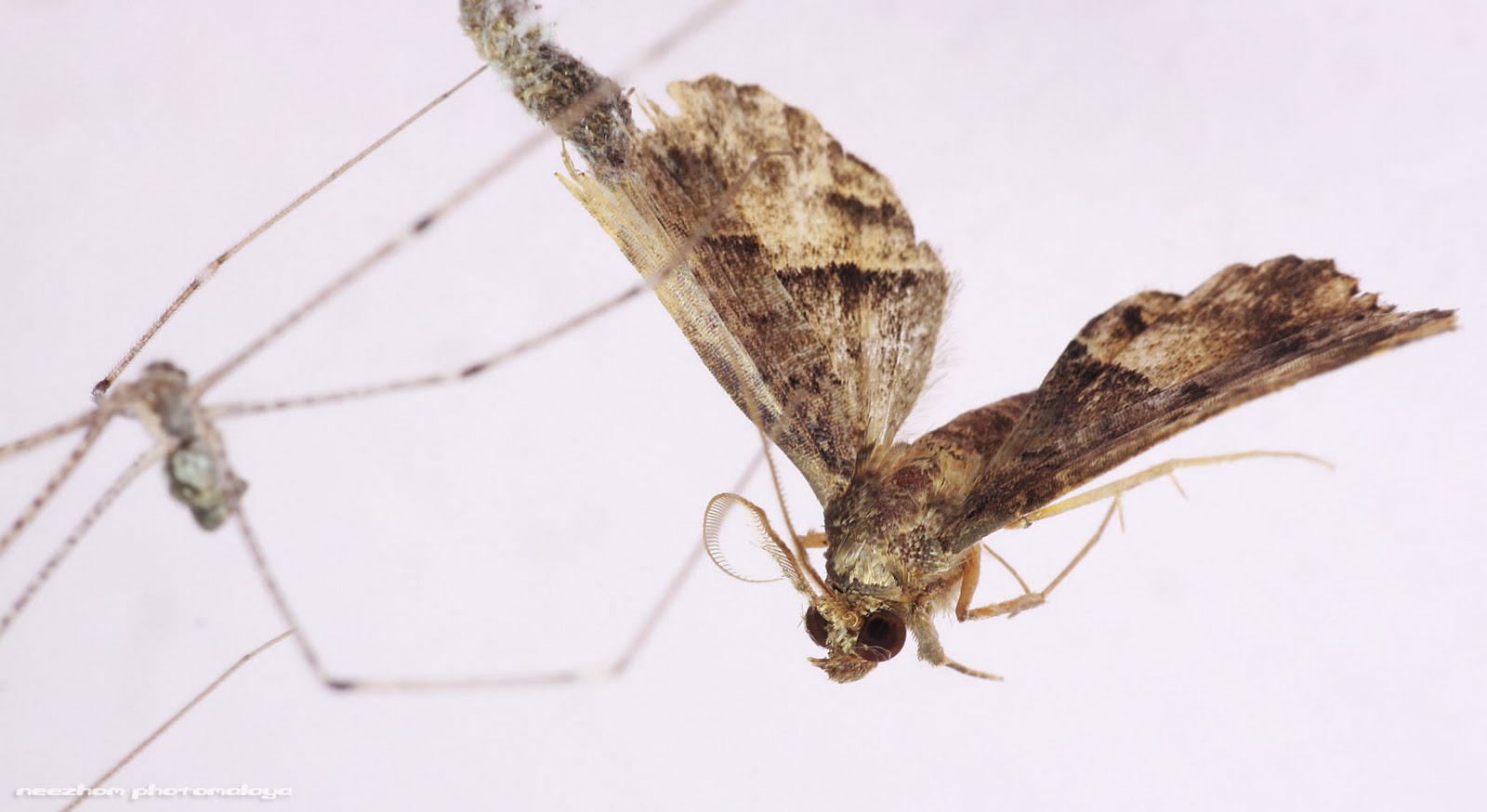 Rama-rama jadi hidangan makan malam labah-labah rumah - Unikversiti