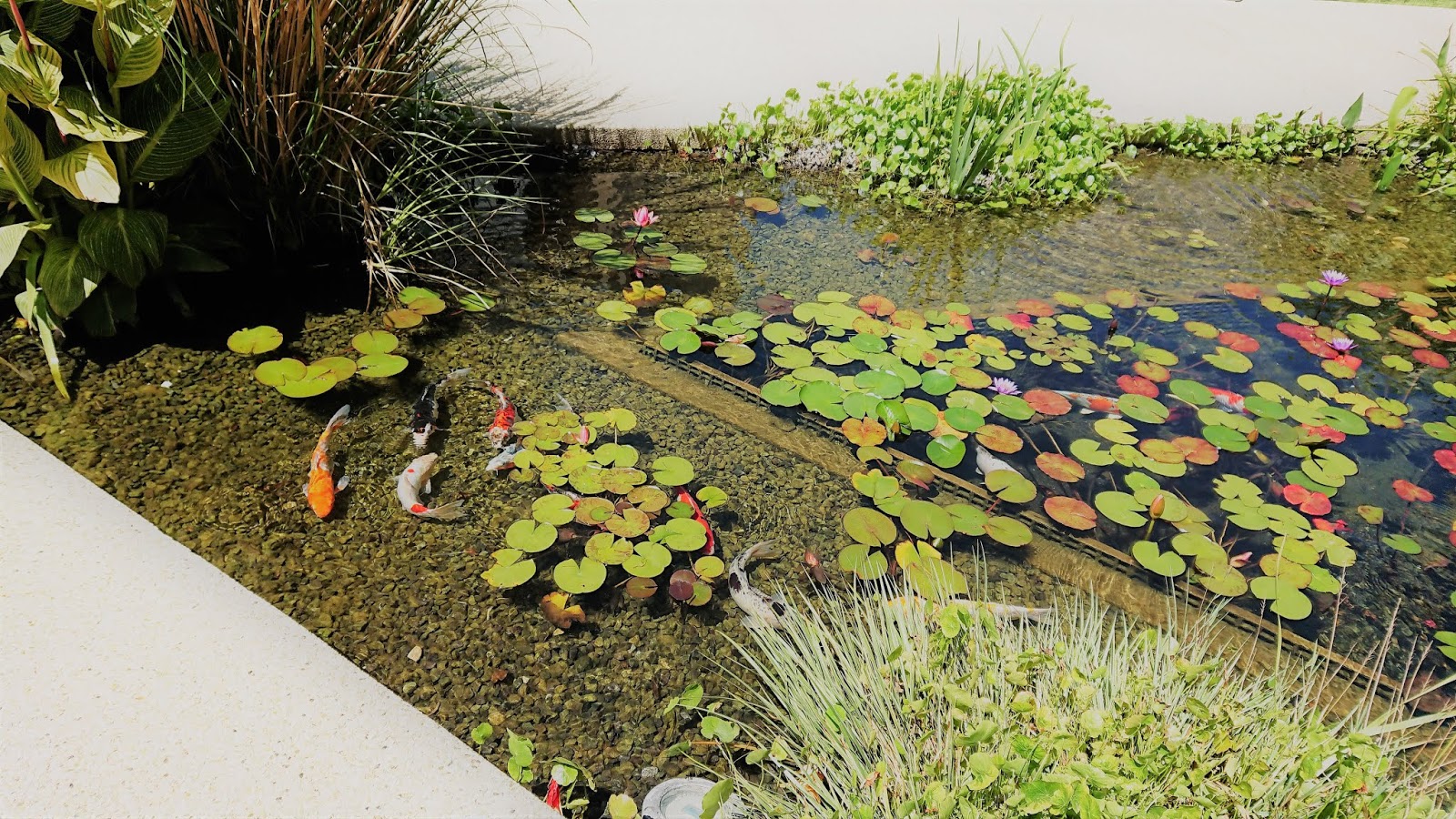 de amores y relaciones: El estanque