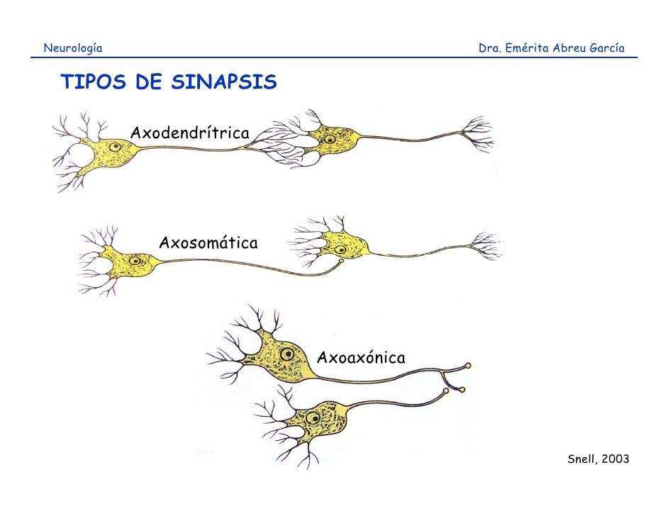 Bases Biológicas de la Conducta: Neuronas y Neuroglias