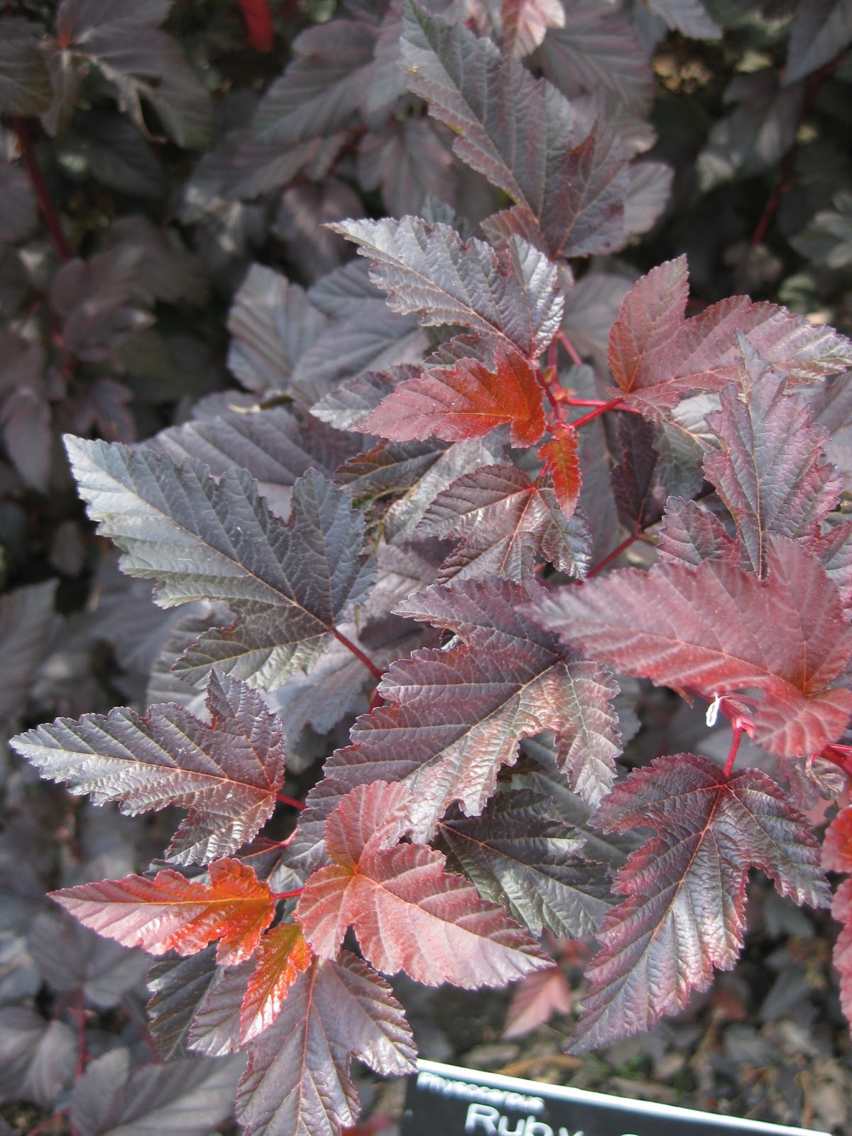 Rotary Botanical Gardens - Hort Blog: Nifty Ninebarks