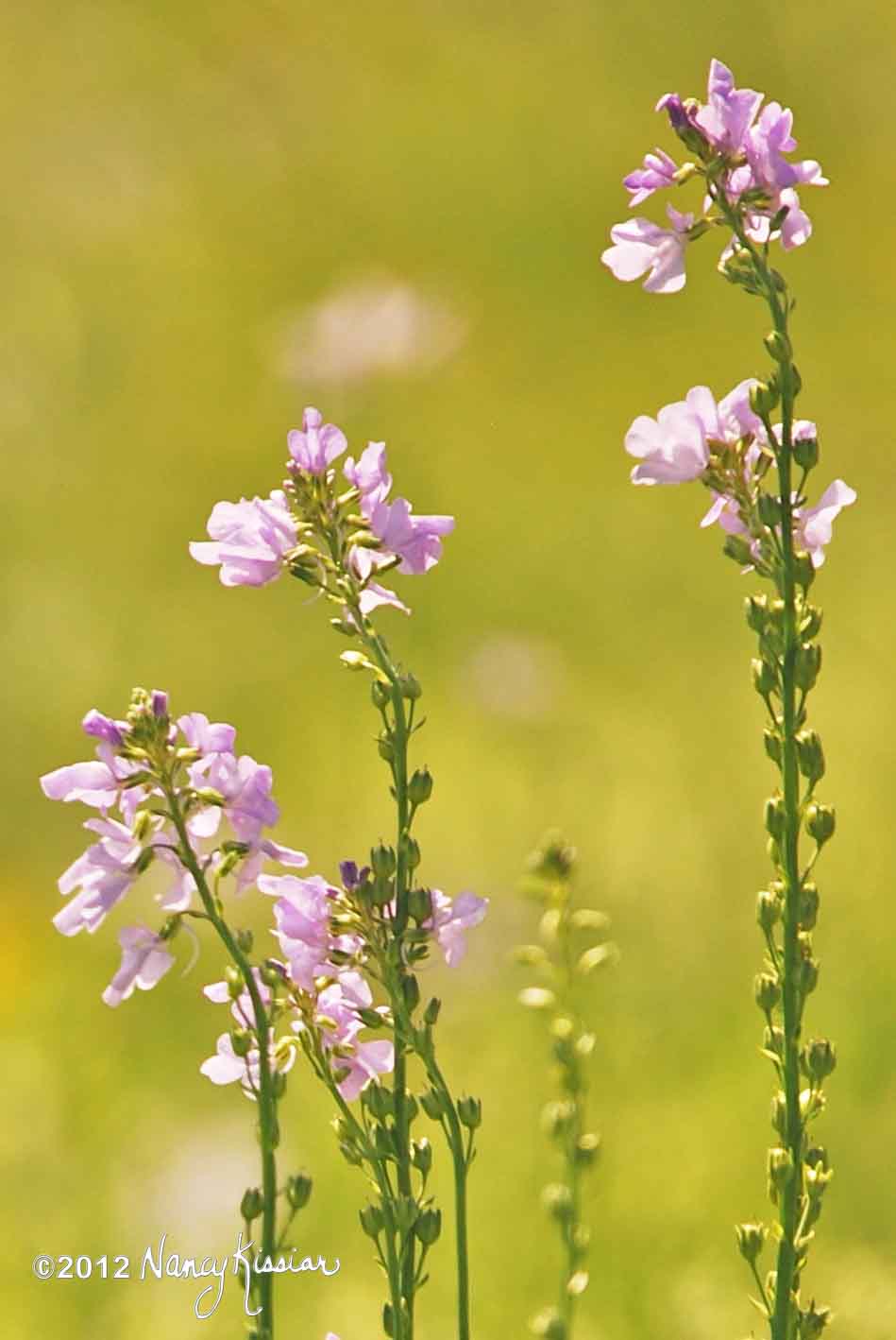 Wild About Texas: Texas Toadflax on a Sunny Spring Day
