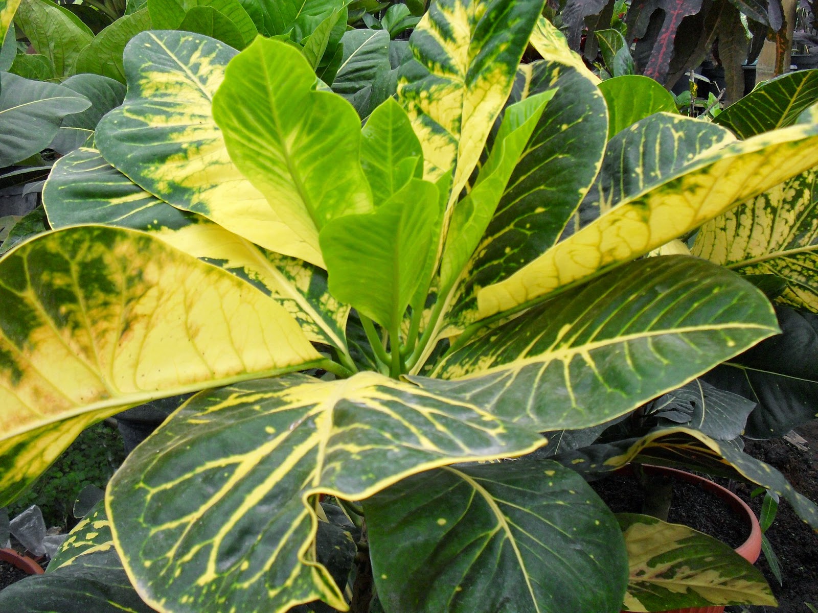 Menanam Dan Budidaya Bunga Puring/Plawa ~ Bungan Canang