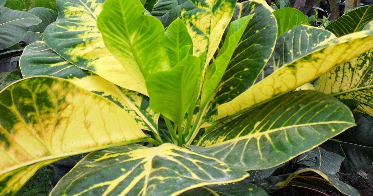 Menanam Dan Budidaya Bunga Puring/Plawa ~ Bungan Canang