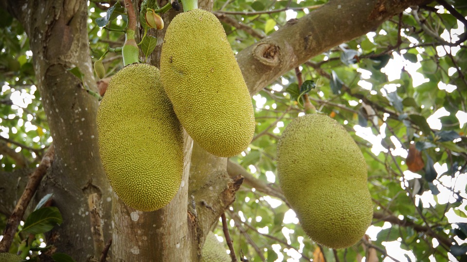 Jaca | Artocarpus heterophyllus - Enciclopédia Global™