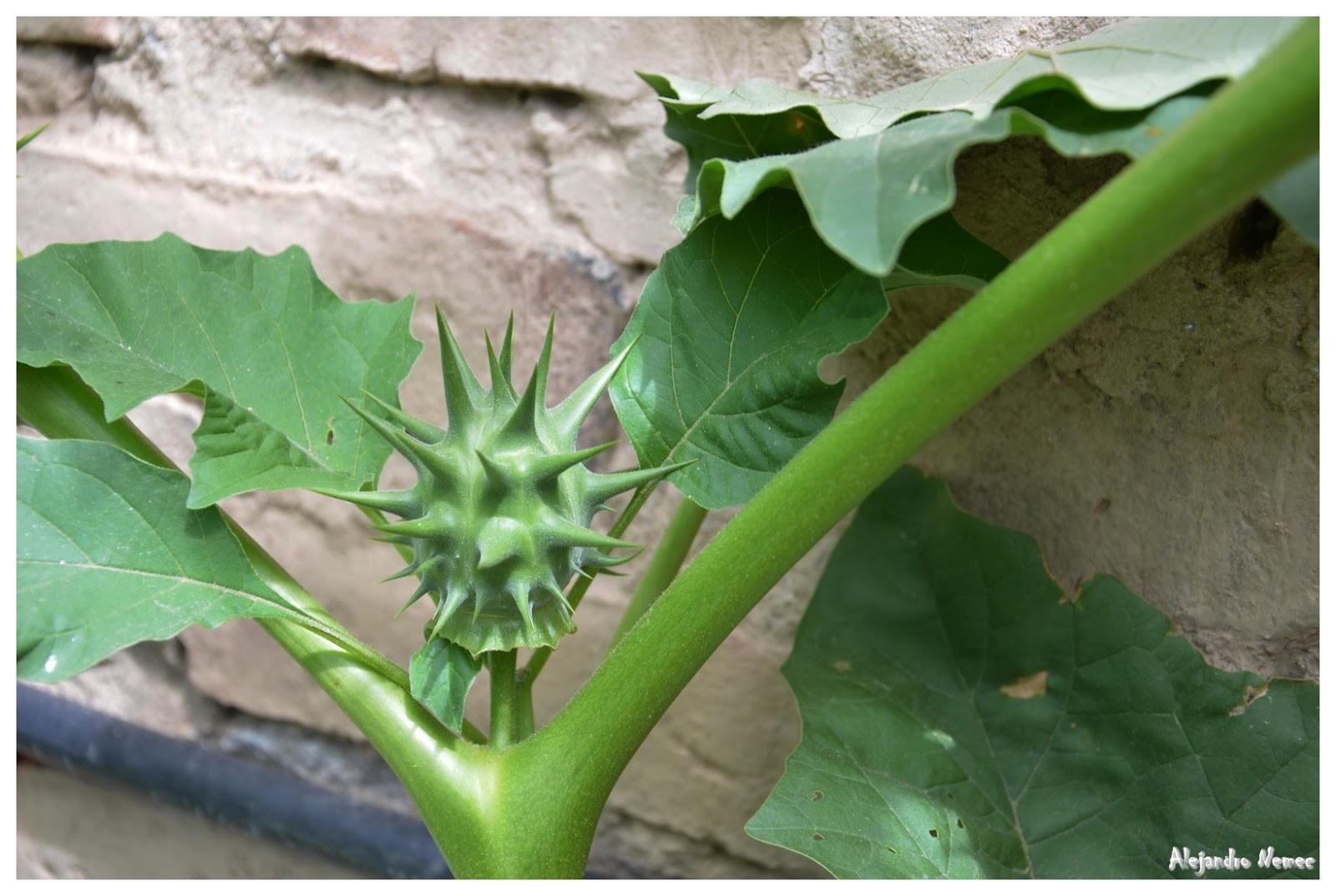 FOTOGRAFOS DE NATURALEZA: FLORA