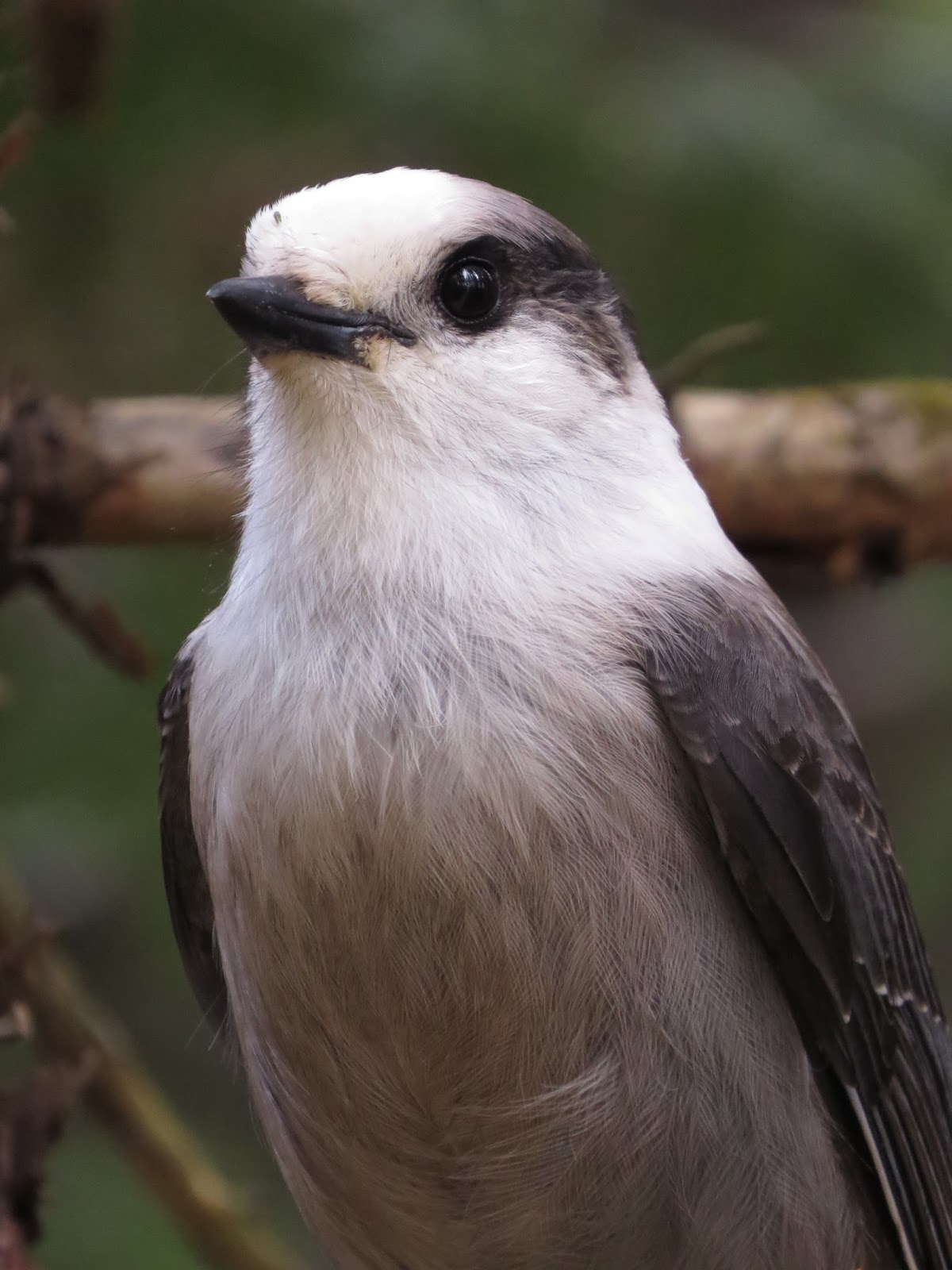 Vermont Birds and Words : Boreal Birds - NEK VT Moose Bog & Victory Basin