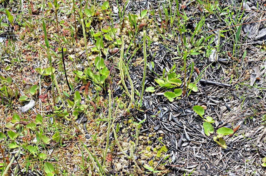 Space Coast Wildflowers: March 2015