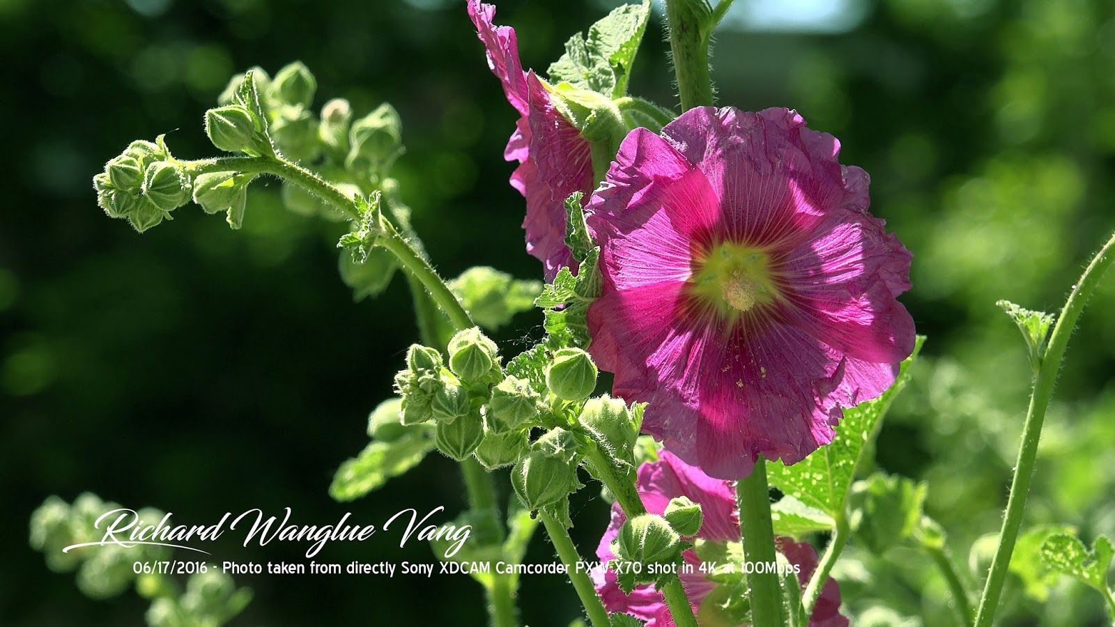 Rick Wanglue Vang's Blog: Duab Paj Yeeb yees los ntawm lub SONY XDCAM ...