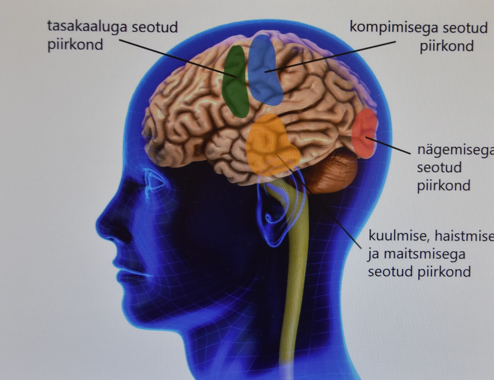 Samm-sammult tarkuse poole: Aktiivõpe teemal "Meeleelundid"