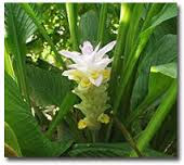 TEMU PUTIH ( Curcuma Zedoaria ) Produksi KPPT Mekarsari Jakarta ...