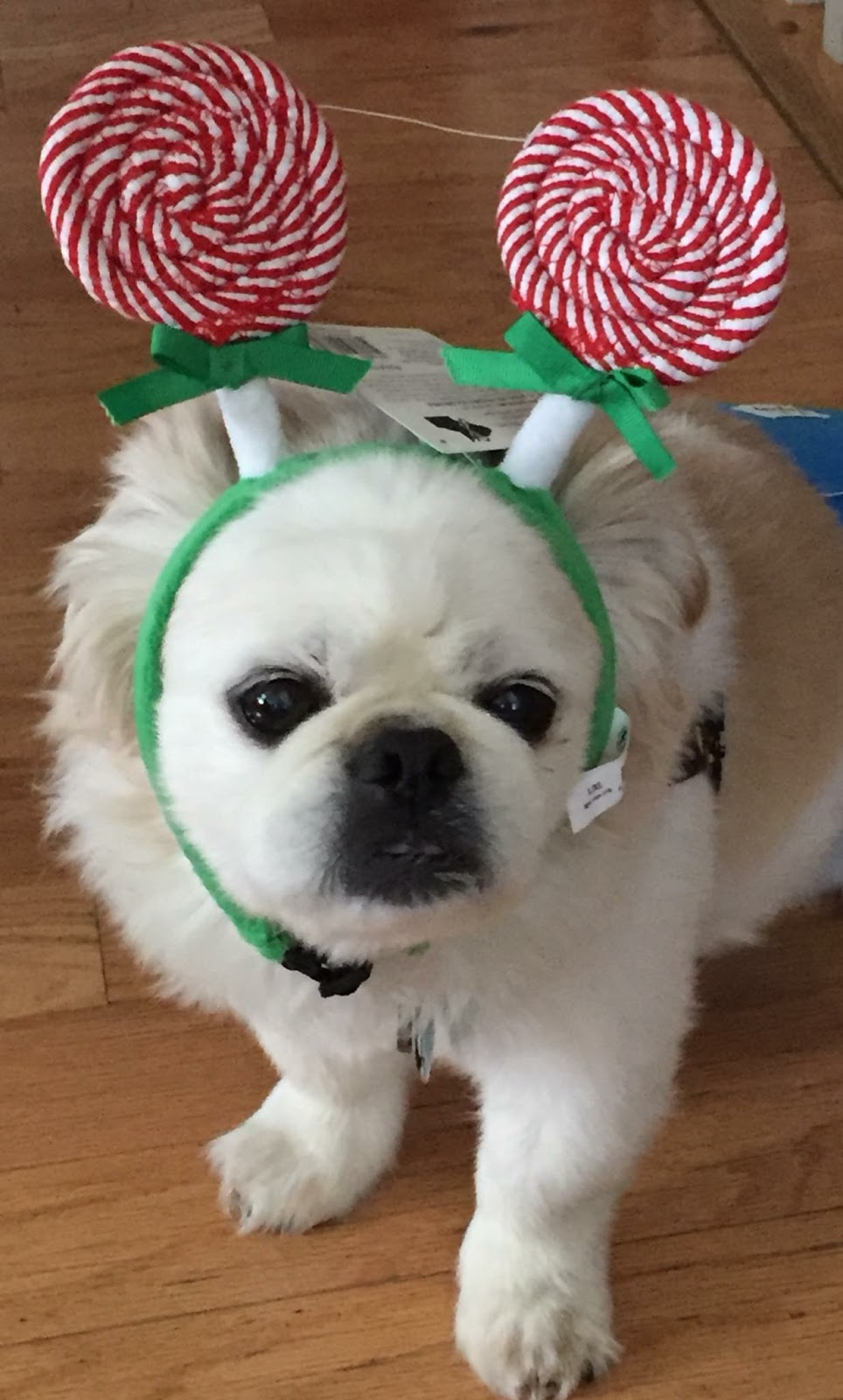 Must Love Pekes: PEPPERMINT DOGS