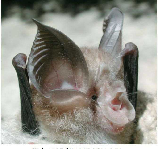 Species New to Science: [Mammalogy • 2008] Rhinolophus huananus • A new ...