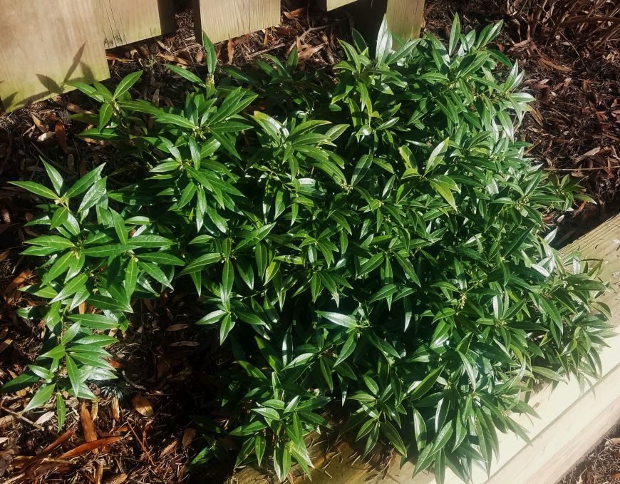 Future Plants by Randy Stewart: Sarcococca - Sweet Box