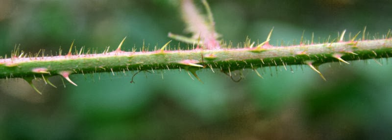 Species of UK: Week 31: Bramble (‘Rubus fruticosus’)
