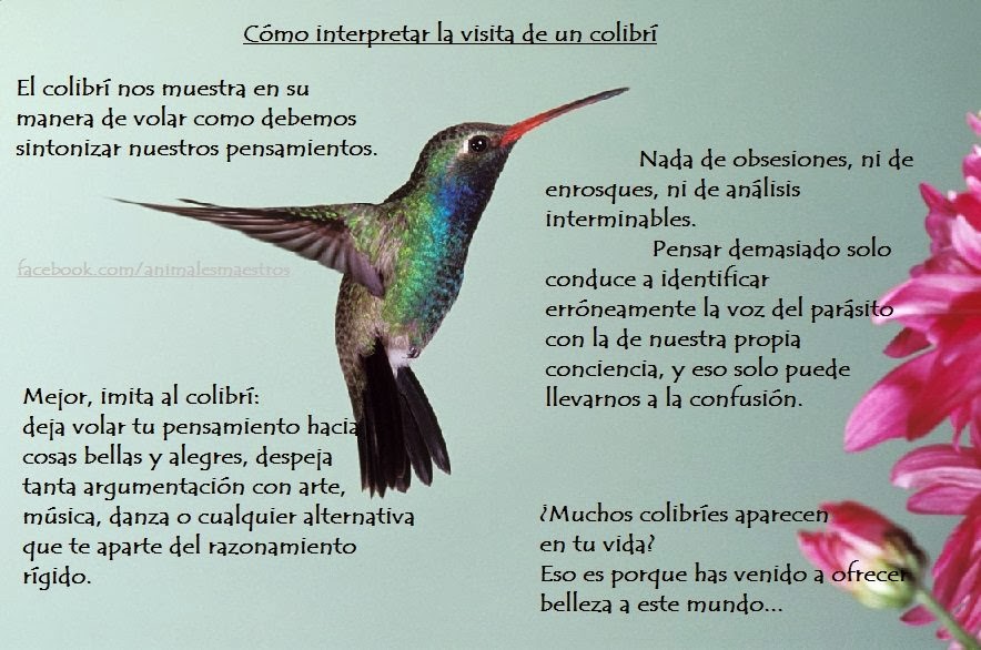 casa colibri: Colibri