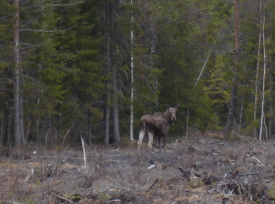 Baltic Bound and Around!!: Day 16 - Oulu to Muonio, Finland