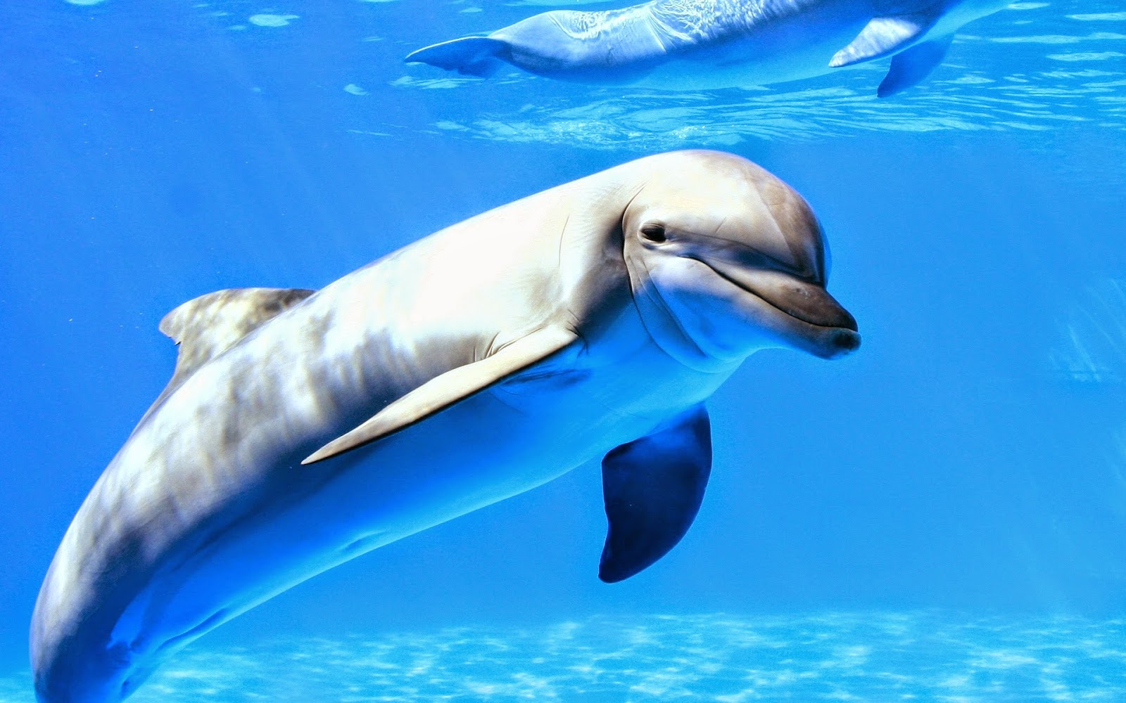Dolphin - HD Wallpapers | Earth Blog