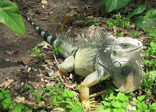 The Jungle Store: Meet the Iguana