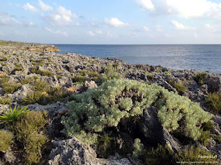 CaymANNature: Cayman Rocks – Caymanite and Phytokarst
